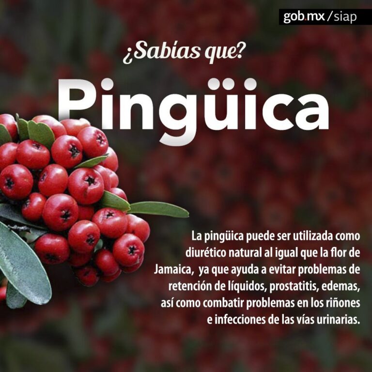 Pingüica: Descubre Para Qué Sirve y Todos Sus Beneficios - Blog Plaza ...