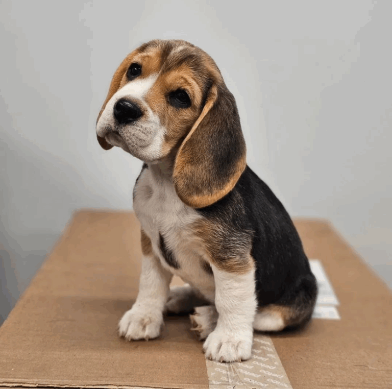 Snoopy: ¿Qué Raza Es? Origen e Historia del Famoso Beagle - Blog Plaza ...